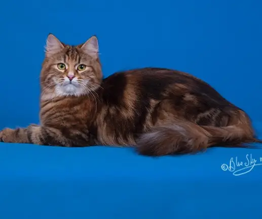 Explore Updates and Information on Siberian Forest Cats